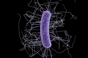 Clostridium difficile | Diagnostics | TECHLAB®, Inc.