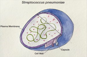 Testing and treatment of community-acquired pneumonia caused by ...